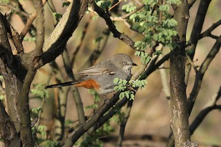 Chestnut-vented Warbler - Curruca subcoerulea - Birds of the World