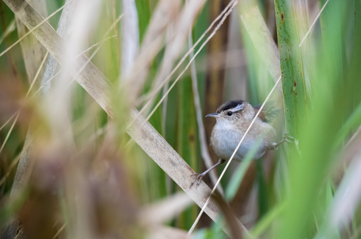 eBird Checklist - 1 Oct 2022 - Donegal Lake - 14 species