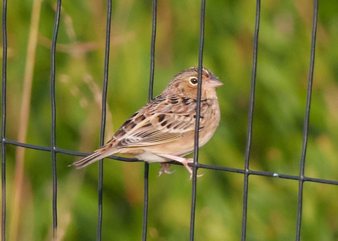 eBird Checklist - 10 Oct 2022 - Ferry Point Park - 27 species