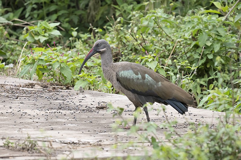eBird Checklist - 25 Aug 2022 - Blue Post Hotel, Thika - 27 species