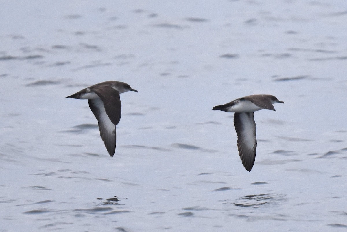 eBird Checklist - 1 Oct 2022 - Santa Barbara Channel--Anacapa Island ...