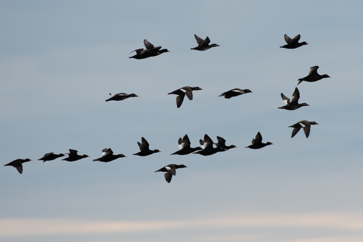 eBird Checklist - 10 Oct 2022 - Jeffrey's Ledge (NH) - 15 species