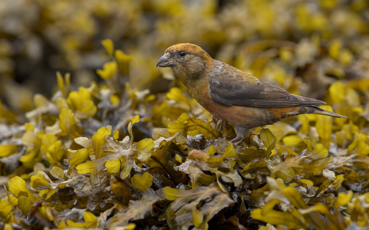 Red Crossbill (Western Hemlock or type 3) - eBird