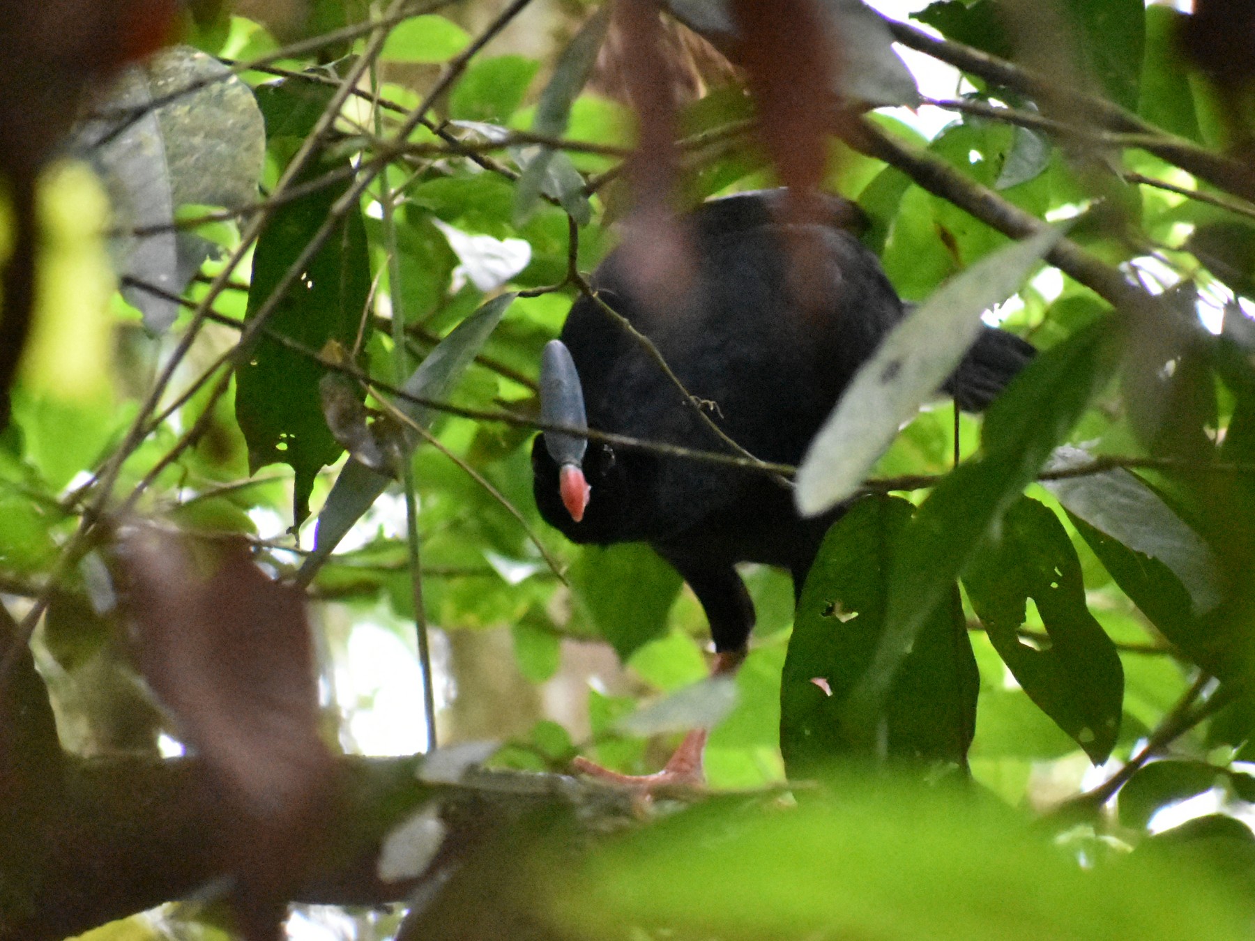 Horned Curassow - eBird