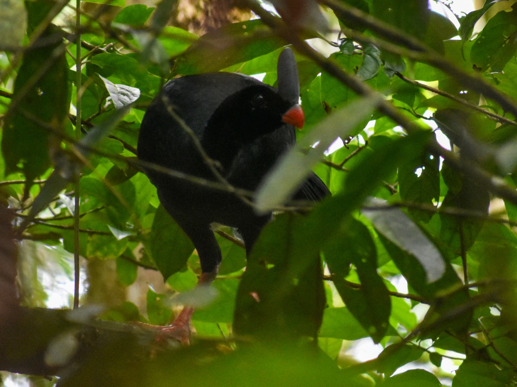 Horned Curassow - eBird