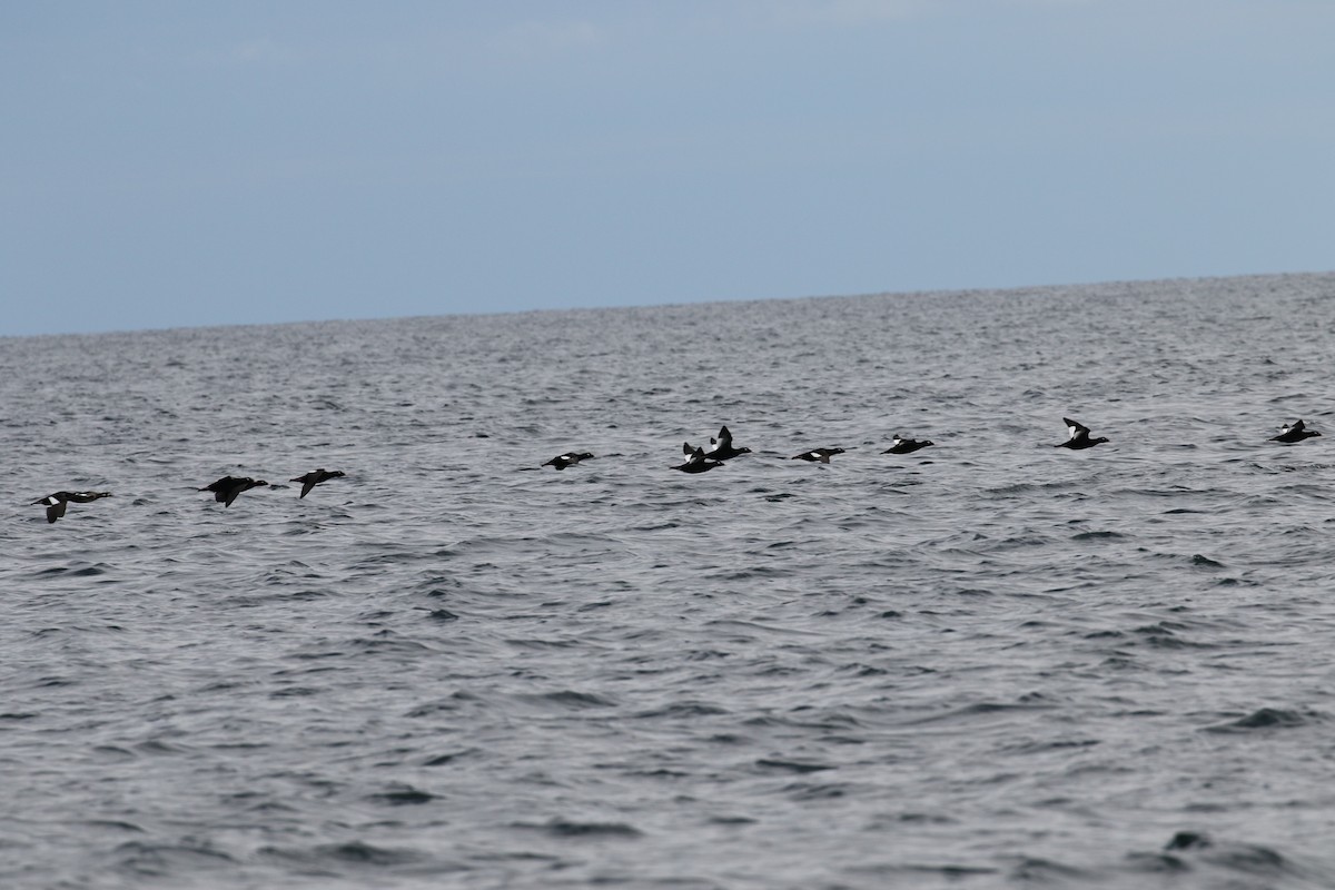 eBird Checklist - 10 Oct 2022 - Isles of Shoals (NH) - 13 species