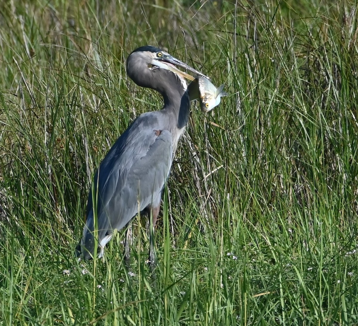 eBird Checklist - 9 Oct 2022 - Baytown Nature Center (UTC 039) - 28 species