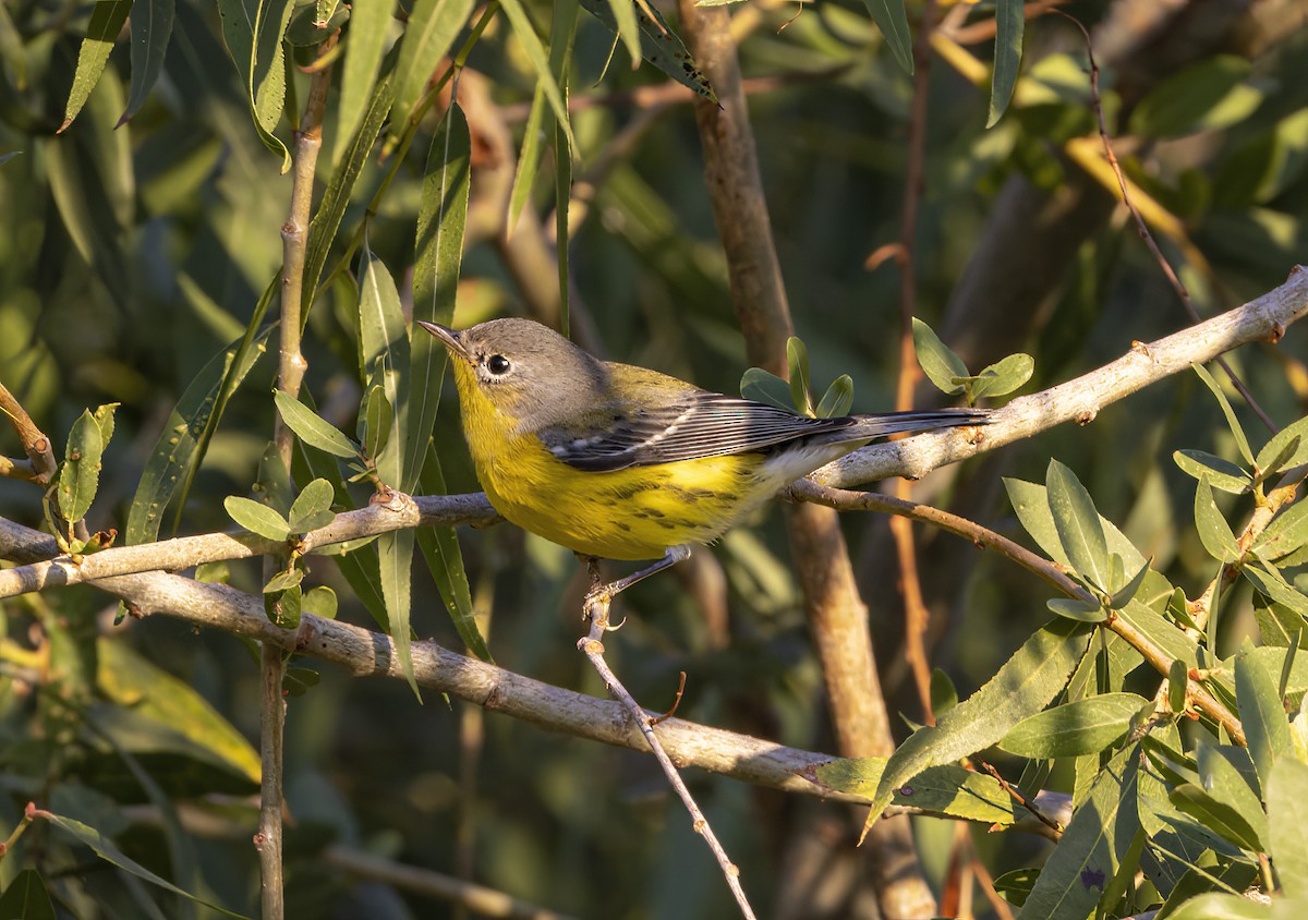 eBird Checklist - 11 Oct 2022 - Merced NWR--Auto Loop - 60 species