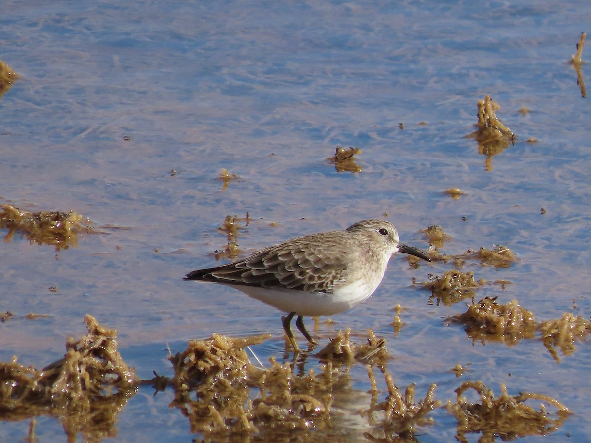 eBird Checklist - 10 Oct 2022 - Nichols Rd. Marsh and Bay Access - 14 ...