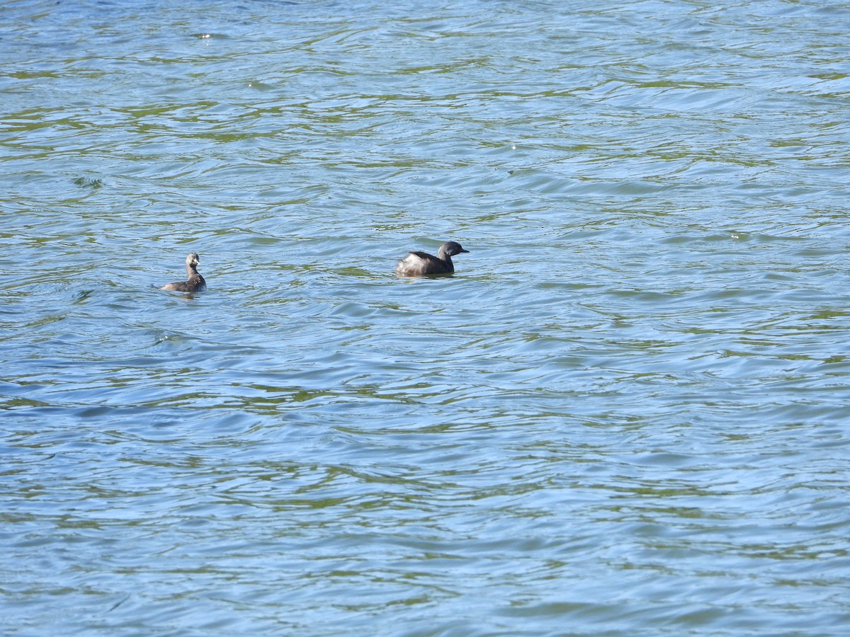 eBird Checklist - 11 Oct 2022 - Roatán--Pristine Bay - 17 species