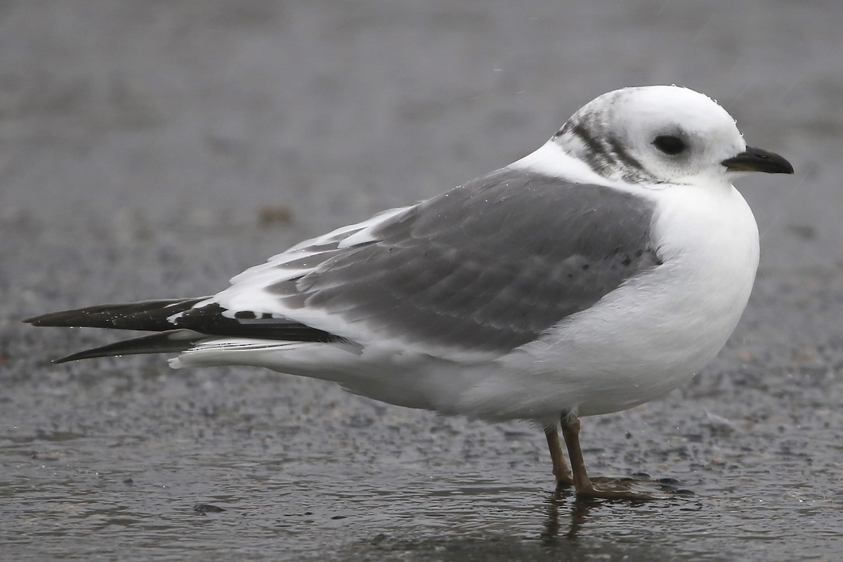 eBird Checklist - 10 Oct 2022 - 広尾町--十勝港 (Hiroo--Port Tokachi) - 11 species