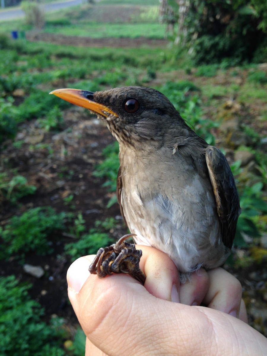 African Thrush (Black-lored) - eBird