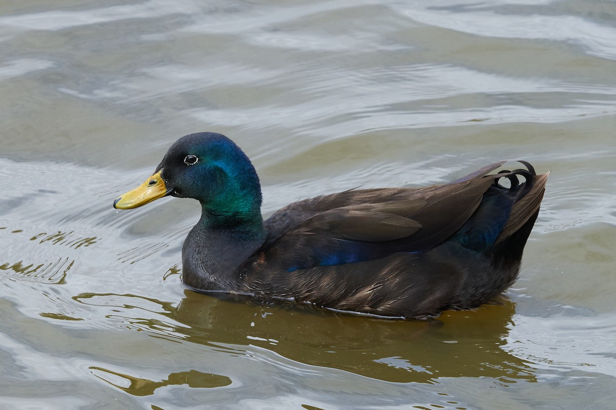 Mallard (Domestic type) - Anas platyrhynchos (Domestic type) - Media ...