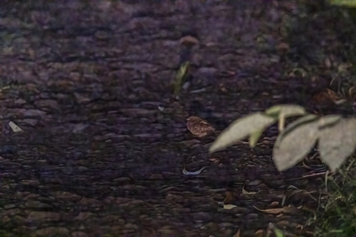 eBird Checklist - 18 Jun 2022 - Pipeline Road - 26 species