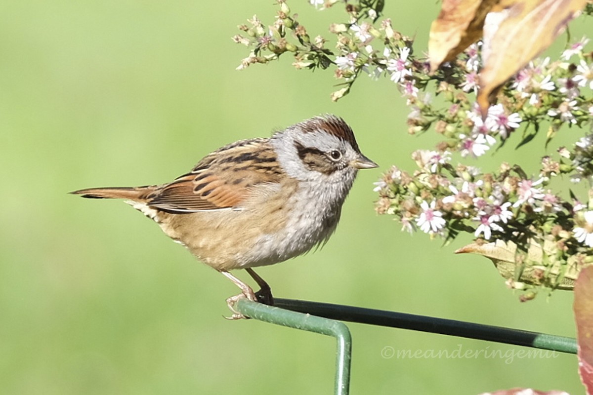 eBird Checklist - 12 Oct 2022 - Halifax Public Gardens - 14 species