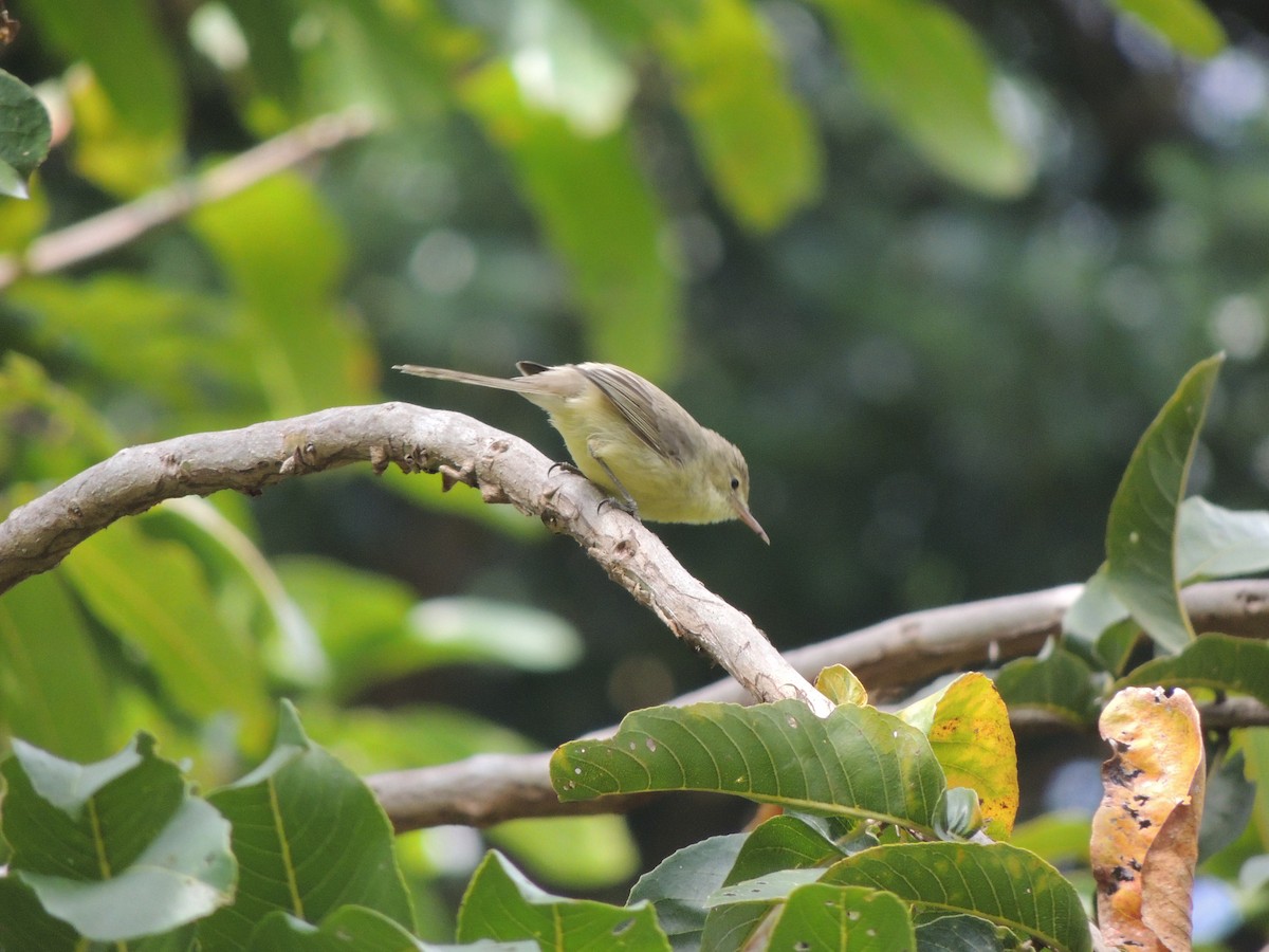 eBird Checklist - 7 Oct 2022 - Solitude Forest - 7 species