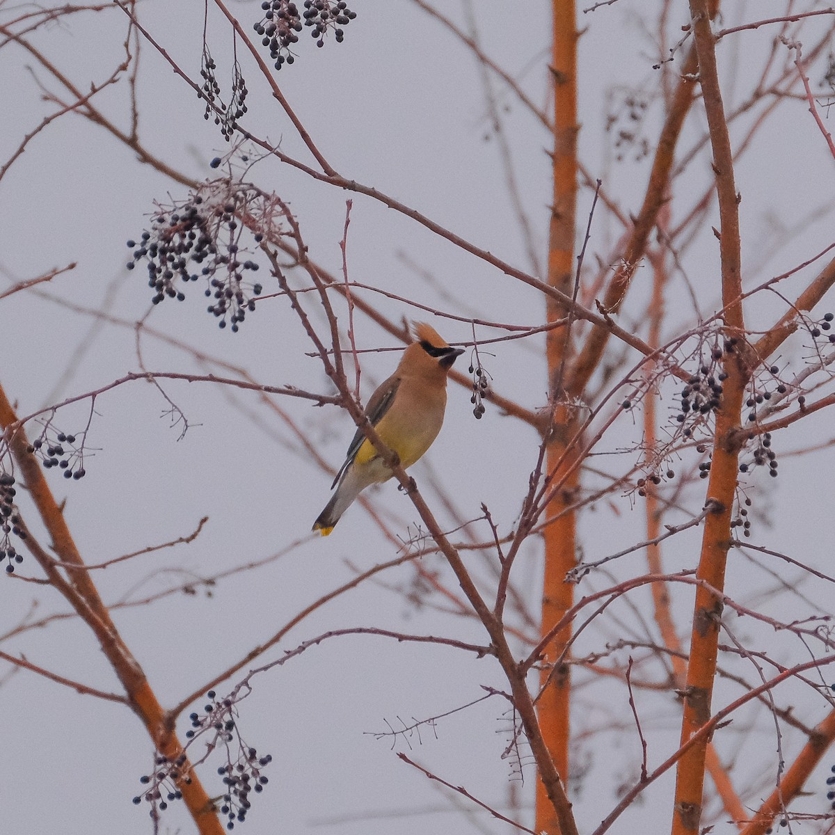 eBird Checklist - 12 Oct 2022 - UAF Georgeson Botanical Garden - 10 species