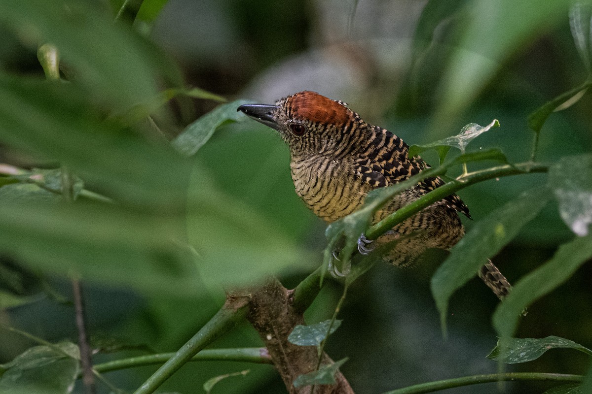eBird Checklist - 11 Oct 2022 - Gamboa , Colon,Panama - 9 species