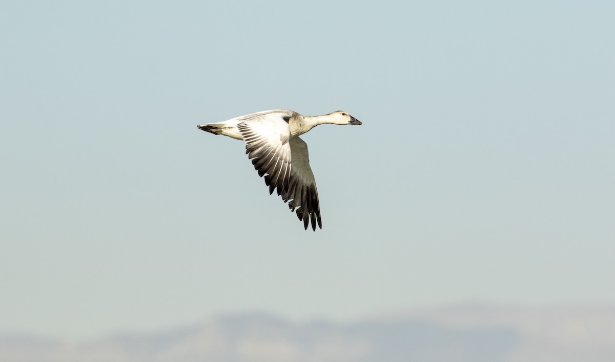 eBird Checklist - 12 Oct 2022 - Henderson Bird Viewing Preserve - 55 ...