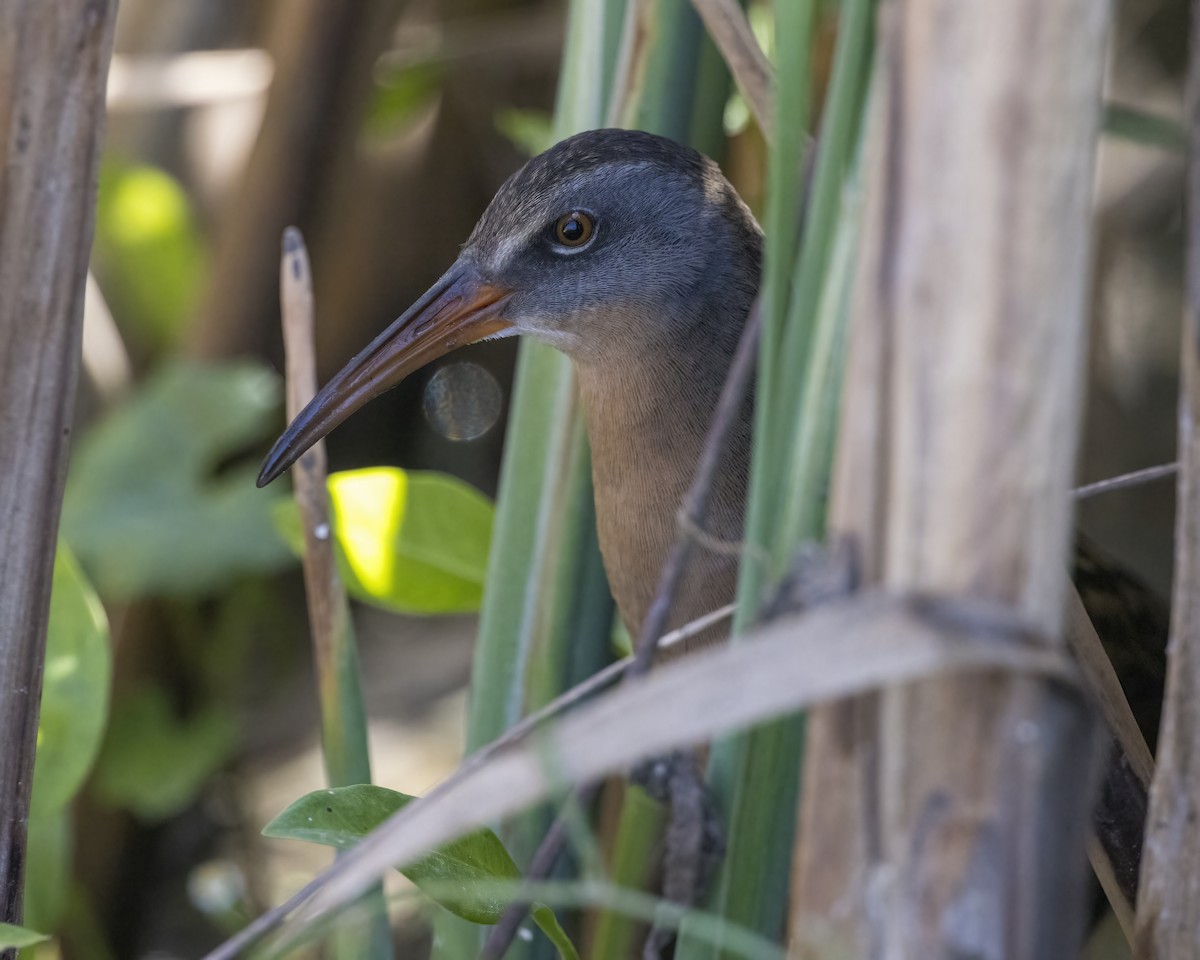 eBird Checklist - 12 Oct 2022 - Rochester Park--Texas Buckeye Trail ...