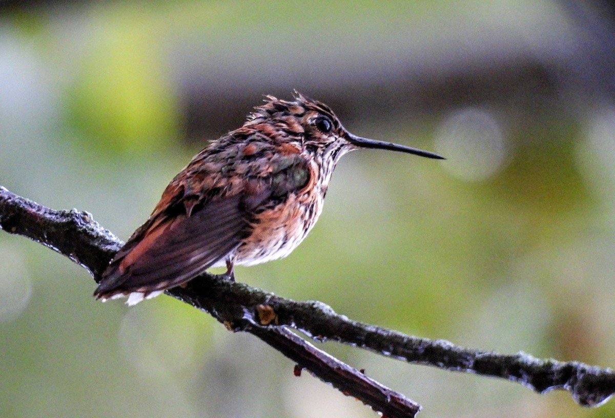 eBird Checklist - 12 Oct 2022 - Stakeout Rufous Hummingbird--Bridgeport ...