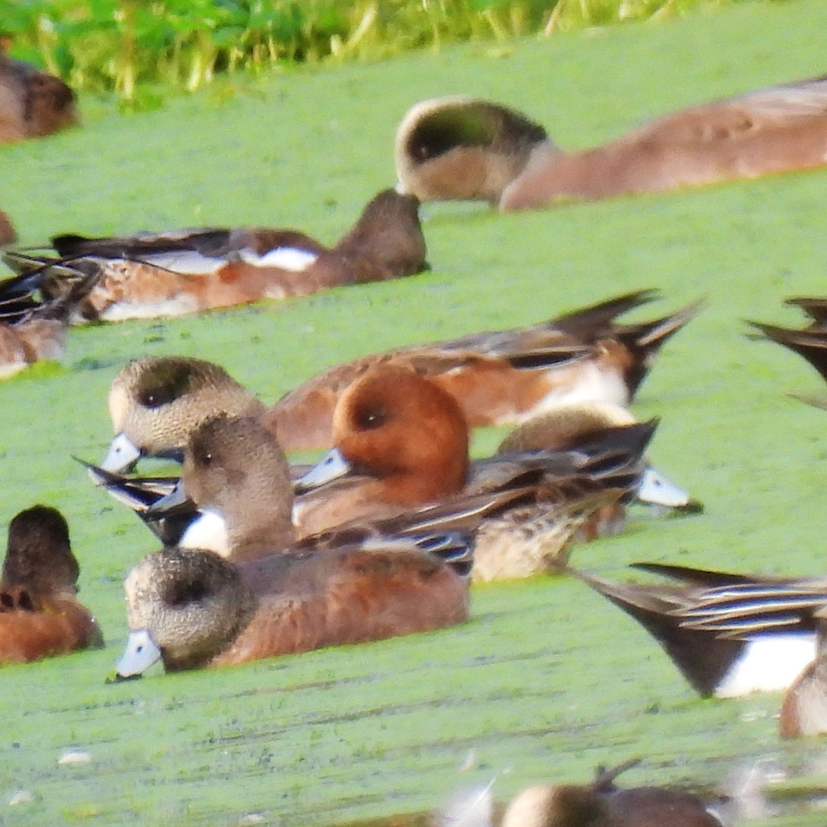 eBird Checklist - 12 Oct 2022 - Arcata Marsh and Wildlife Sanctuary ...