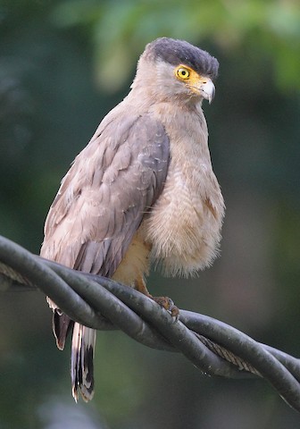 South Nicobar Serpent Eagle