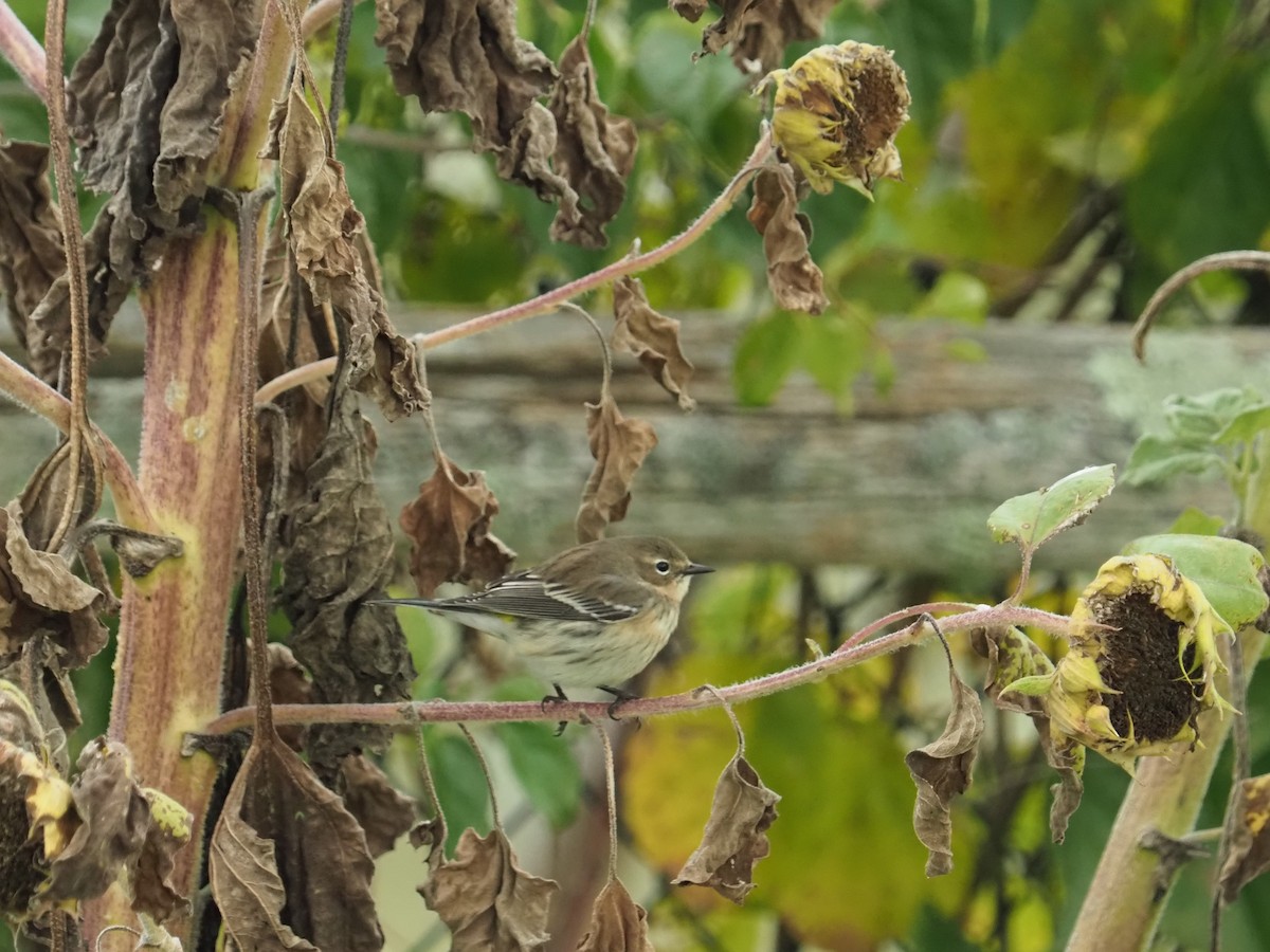 eBird Checklist - 13 Oct 2022 - North St. Community Garden, Portland ...