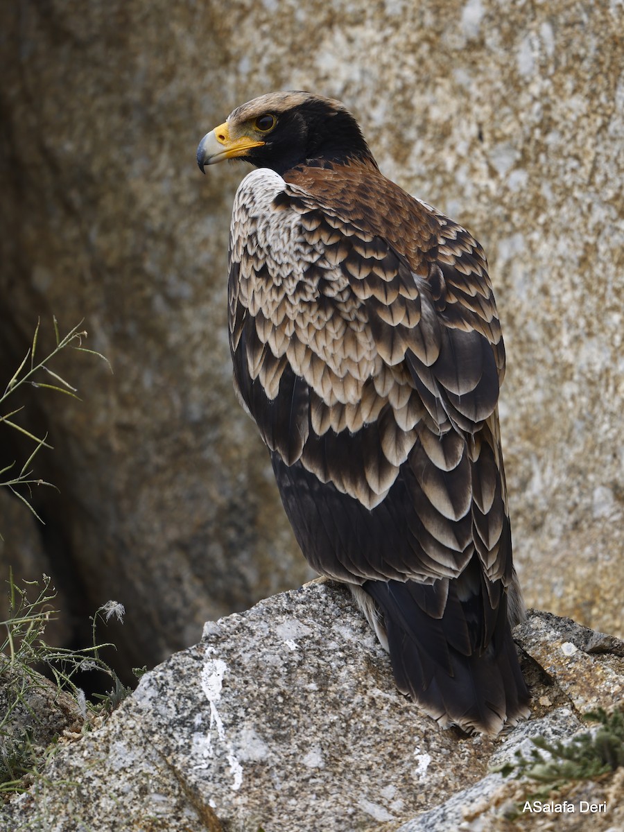 eBird Checklist - 6 Oct 2022 - Langebaan Quarry - 6 species