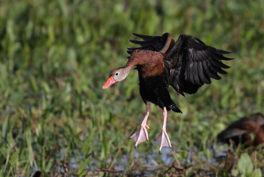 Pijije Alas Blancas (fulgens) - eBird