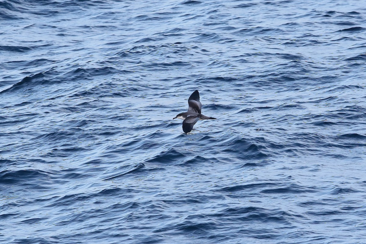 eBird Checklist - 12 Oct 2022 - Day Three Hour Three on board the ...