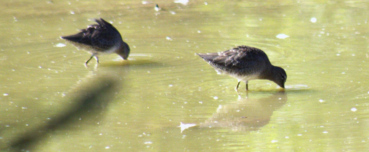 eBird Checklist - 11 Oct 2022 - Riparian Preserve at Gilbert Water ...