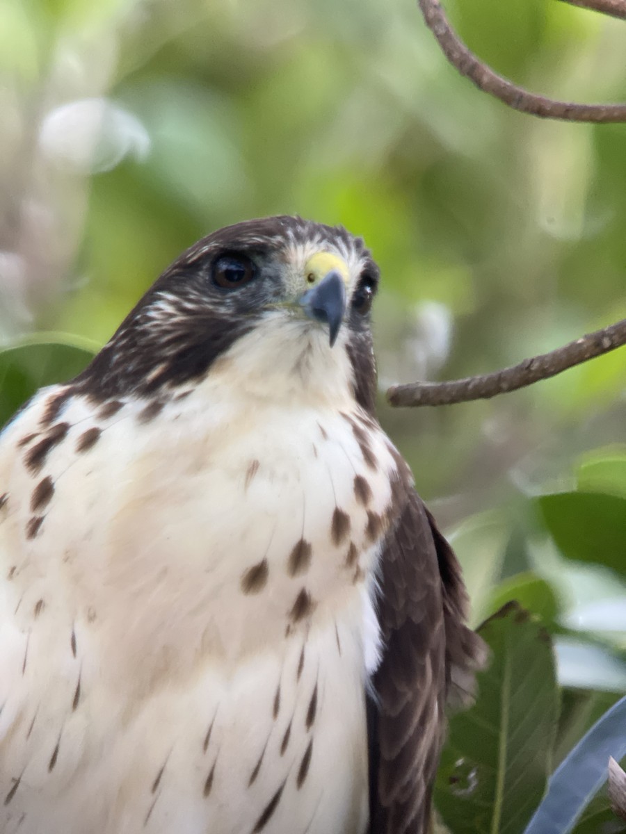 eBird Checklist - 13 Oct 2022 - Curry Hammock SP--FL Keys Hawkwatch ...