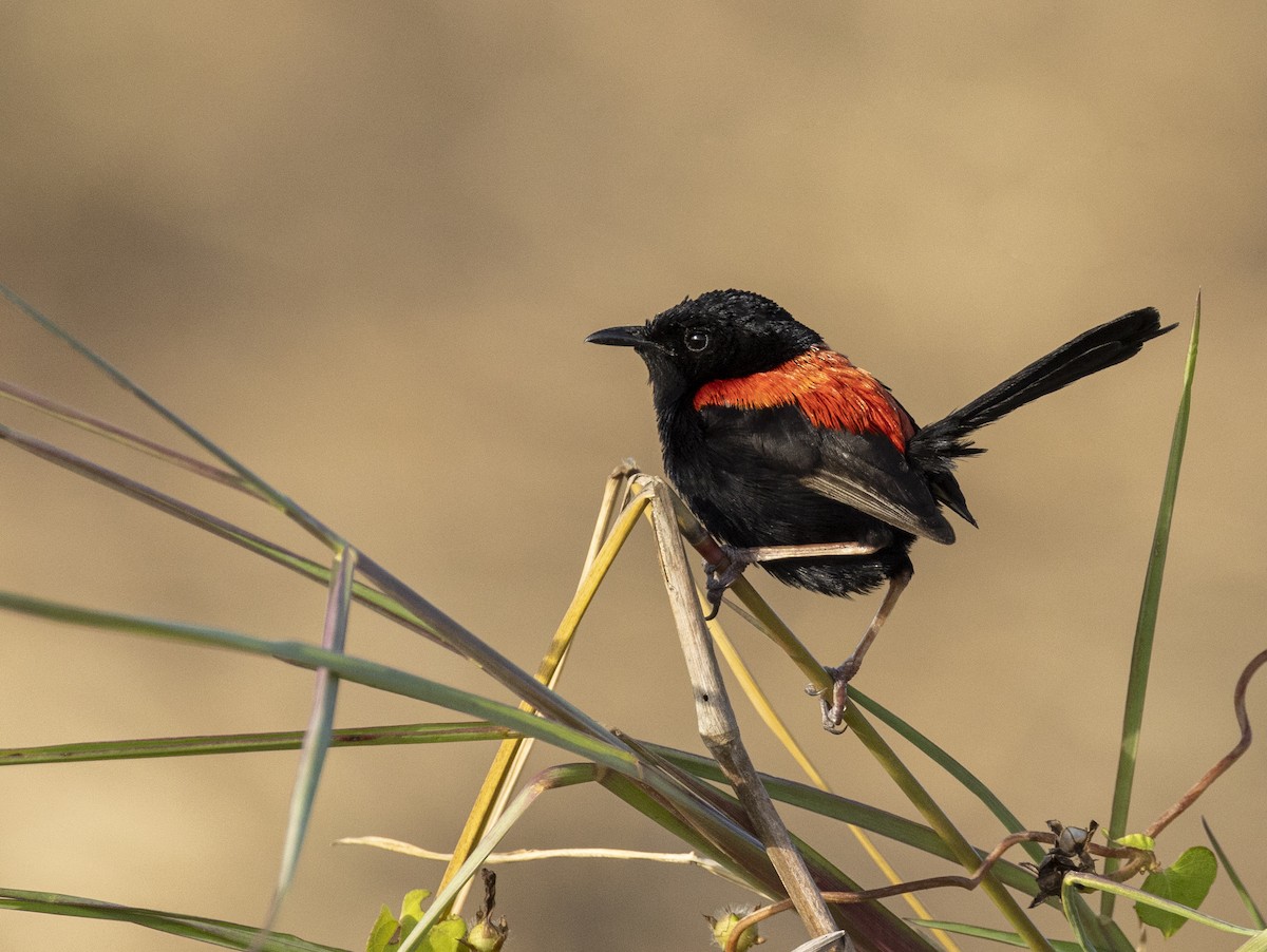 eBird Checklist - 14 Oct 2022 - France Rd Turf Farm (Edmonton) - 16 species