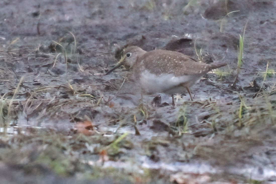 eBird Checklist - 4 Oct 2011 - Humblescough Farm - 1 species
