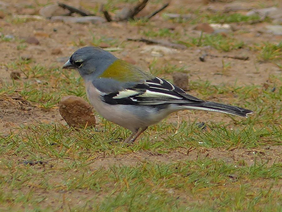 Pinzón Africano (Túnez) - eBird
