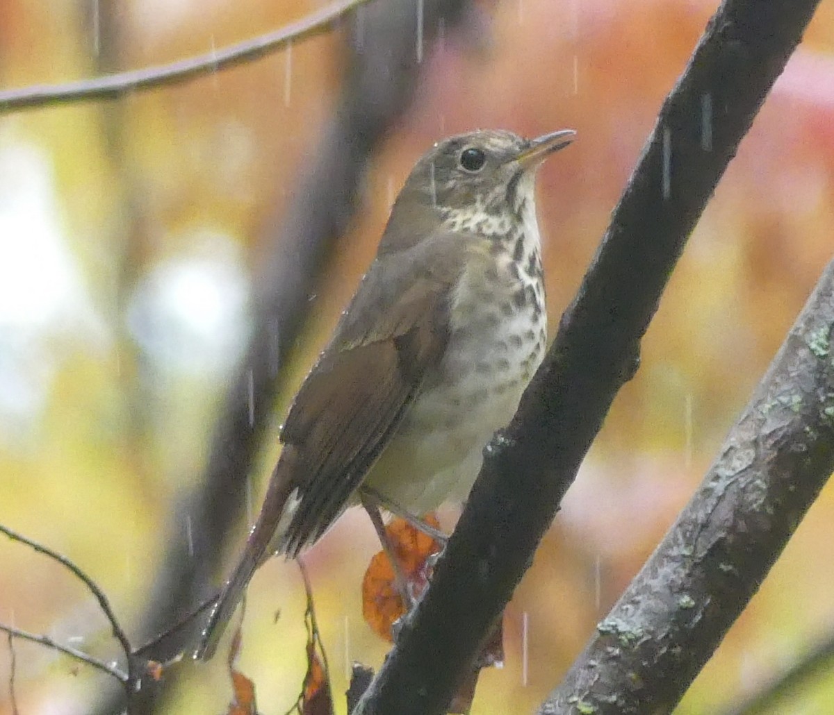 eBird Québec Checklist - 14 Oct 2022 - Parc du Boisé-des-Frères-du ...