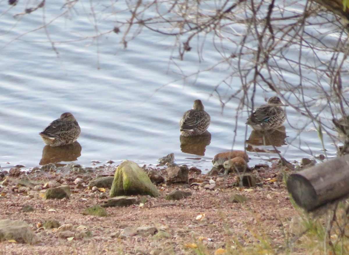 eBird Checklist - 13 Oct 2022 - Curt Gowdy SP - 31 species (+5 other taxa)
