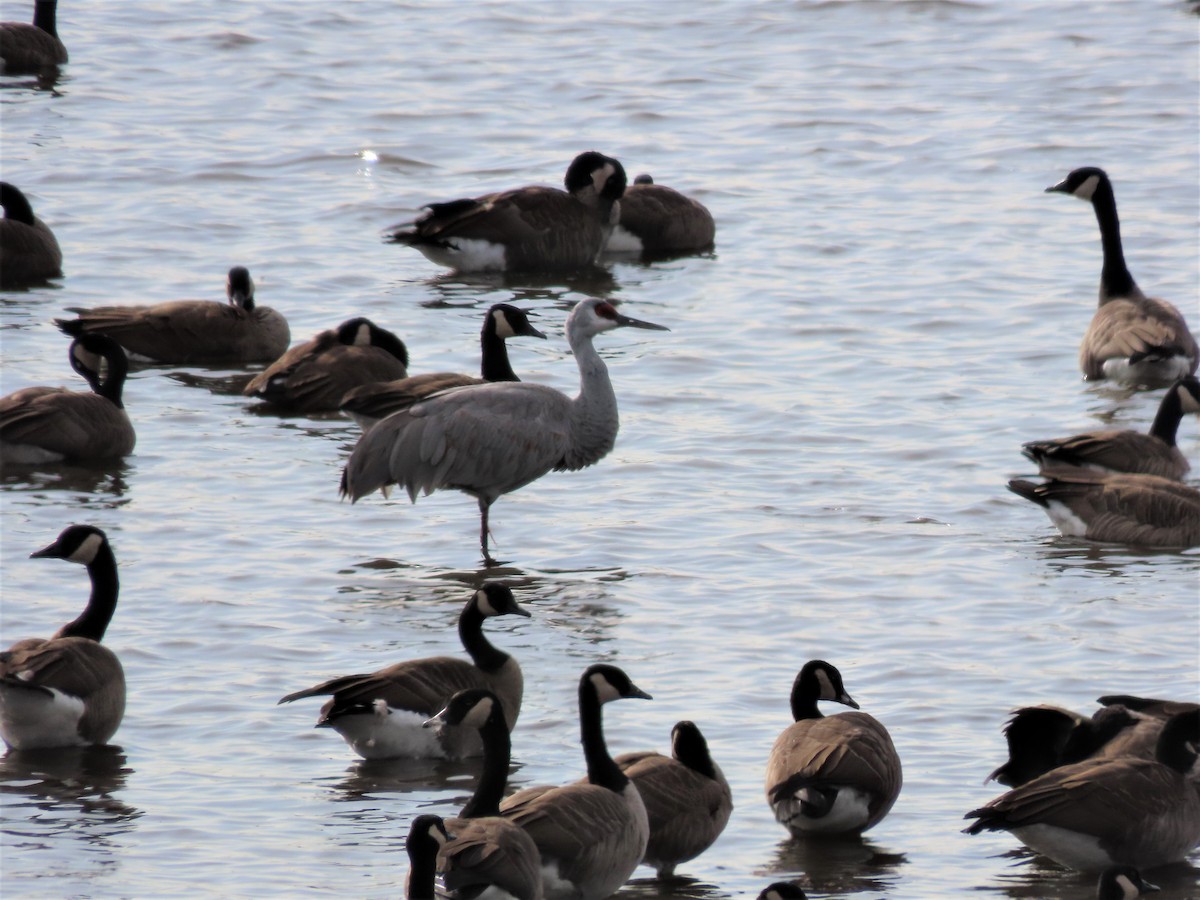 eBird Checklist - 14 Oct 2022 - Pond off U.S. 151 & 41, Fond du Lac - 4 ...