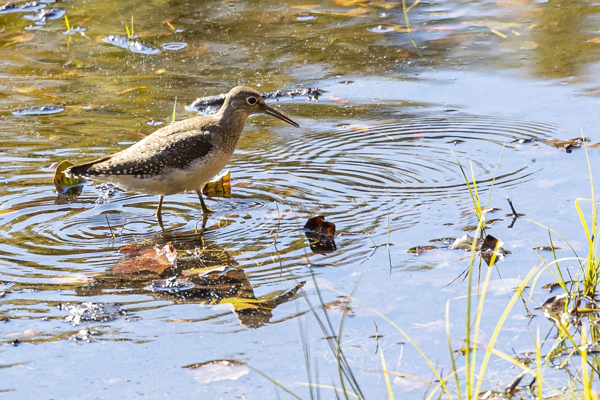 New York Breeding Bird Atlas Checklist - 14 Oct 2022 - Harriman SP--Lily Pond - 14 species