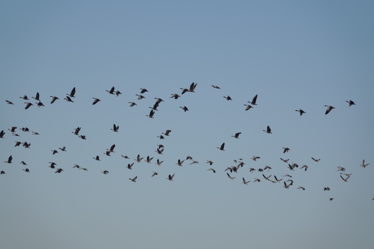 eBird Checklist - 14 Oct 2022 - Piute Ponds (permit required) - 80 ...