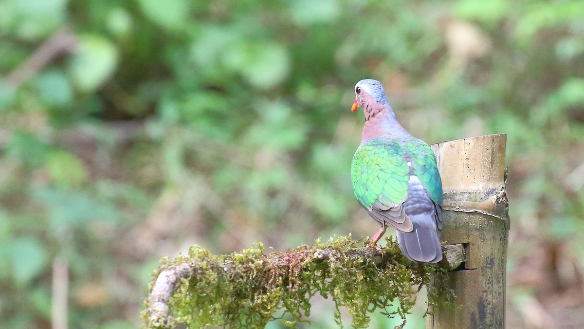 eBird India Checklist - 4 Oct 2022 - Old Magazine House, Ganeshgudi ...