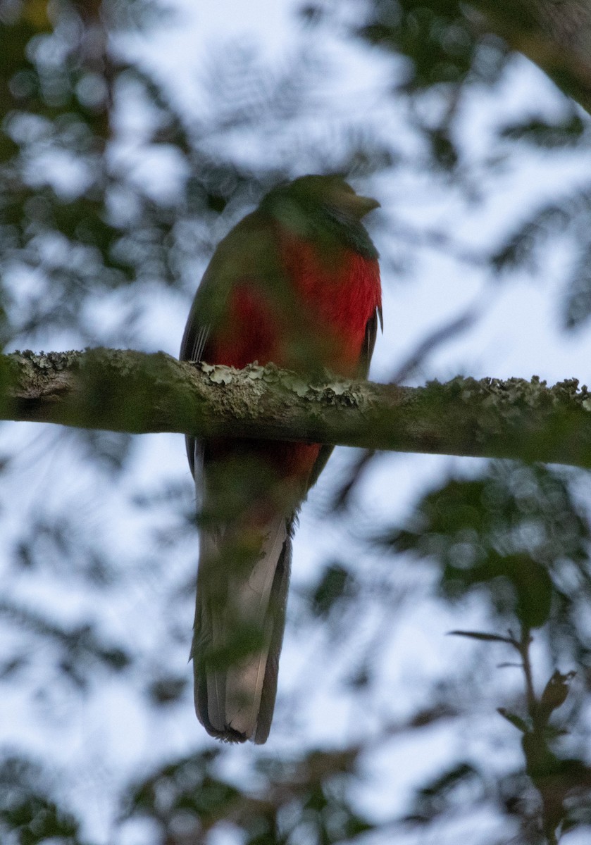 eBird Checklist - 5 Oct 2022 - Phinda GR--Sand Forest - 20 species