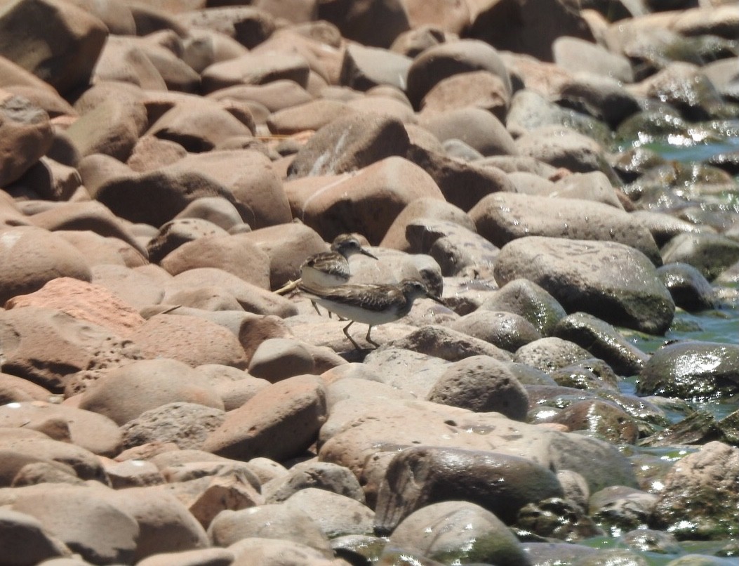 eBird Checklist - 15 Oct 2022 - South Karratha Water Treatment Works ...
