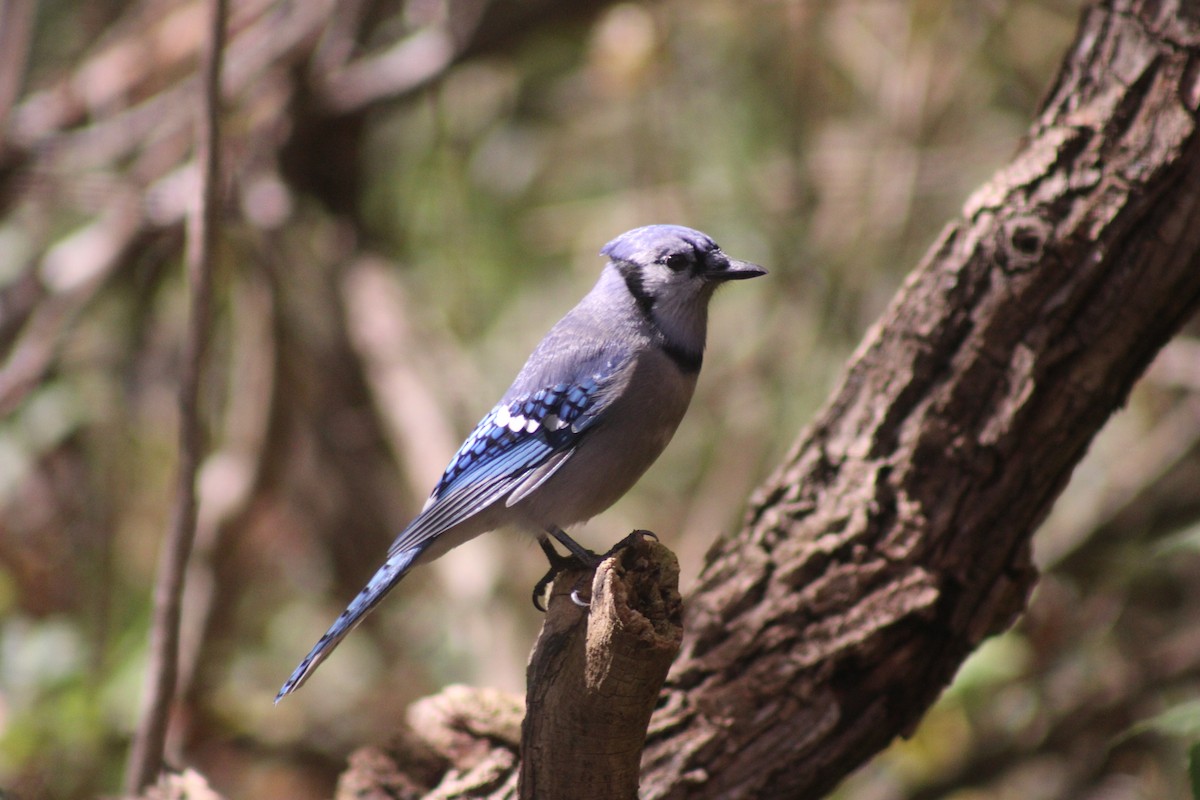 eBird Checklist - 15 Oct 2022 - Chippewa Nature Center - 23 species
