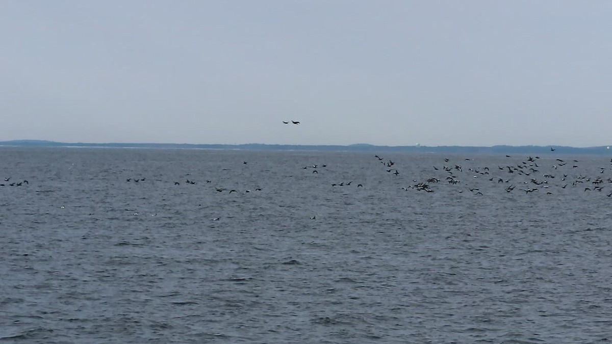 eBird Checklist - 10 Oct 2022 - Isles of Shoals (NH) - 13 species