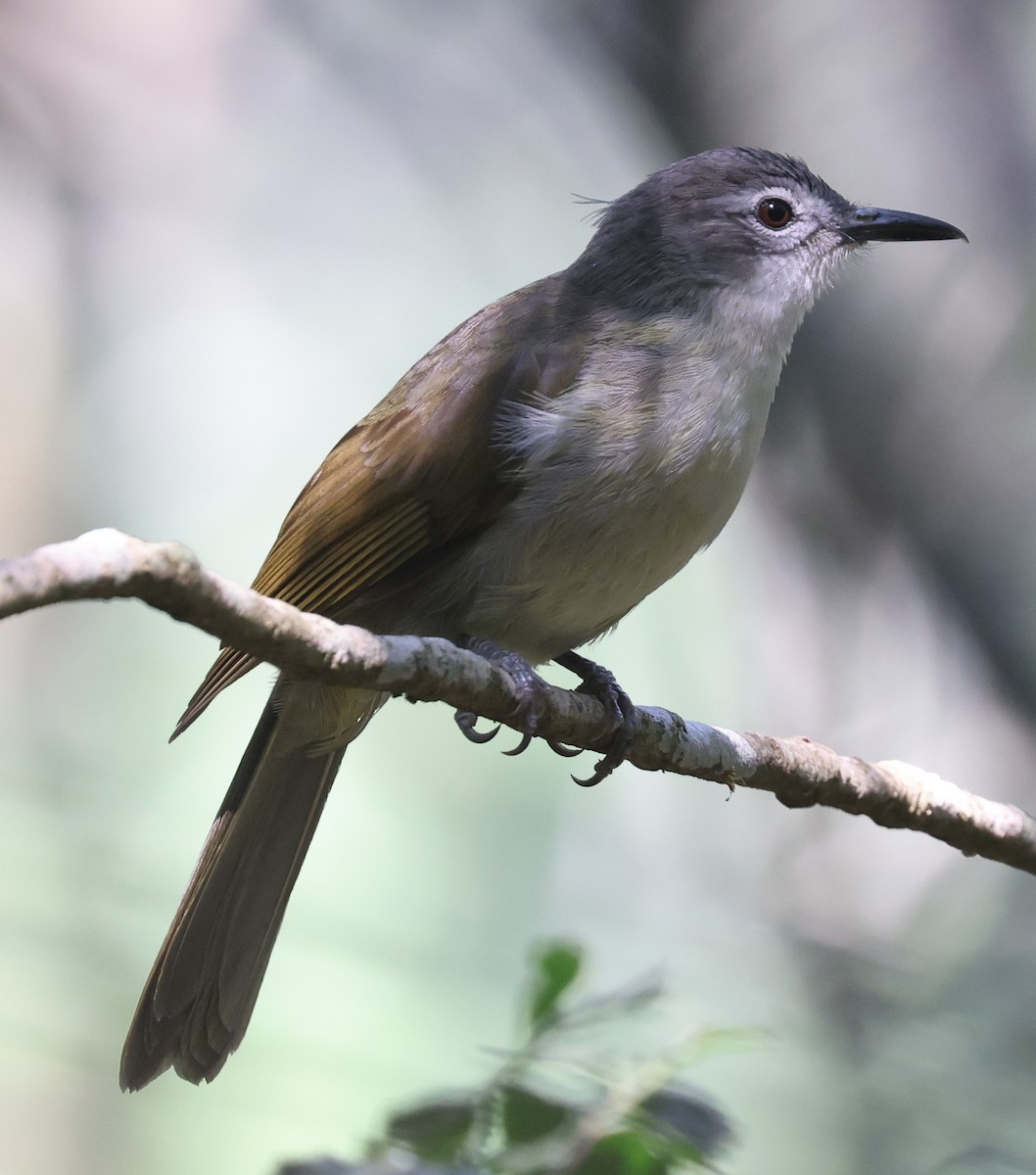 eBird Checklist - 7 Oct 2022 - Mount Sheba Nature Reserve - 10 species