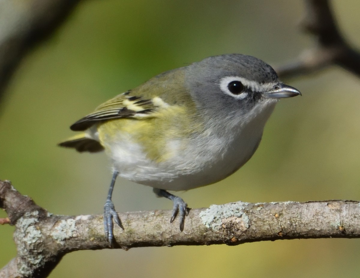 Blue-headed Vireo - Vireo solitarius - Media Search - Macaulay Library ...