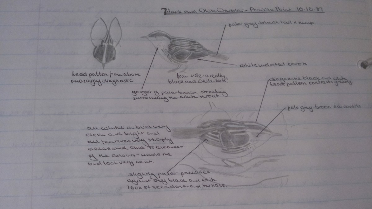 eBird Checklist - 10 Oct 1987 - Prawle Point - 7 species
