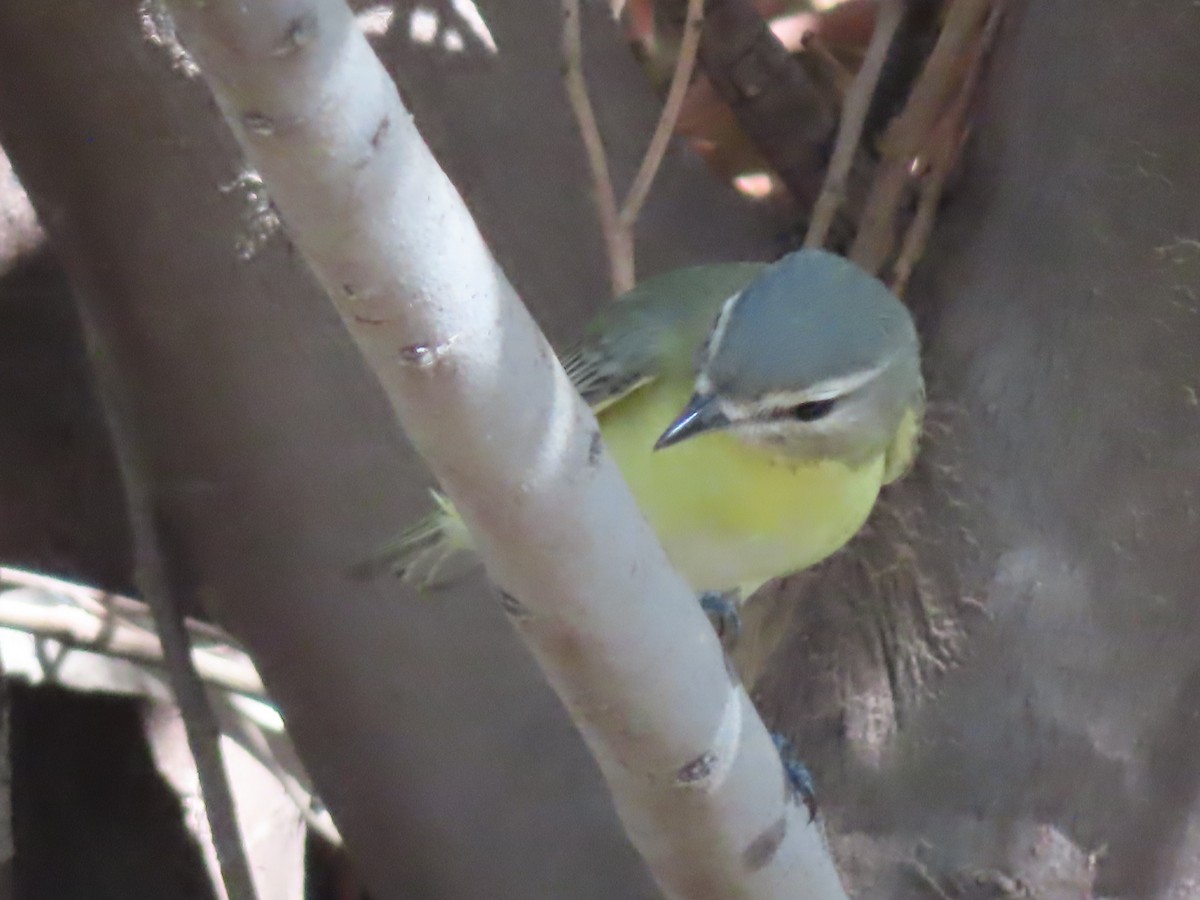 eBird Checklist - 15 Oct 2022 - Boyce Thompson Arboretum, Superior US ...